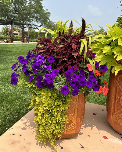 Home - Wave Gardening - United States