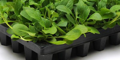 Australia - Tips for growing Wave from seed