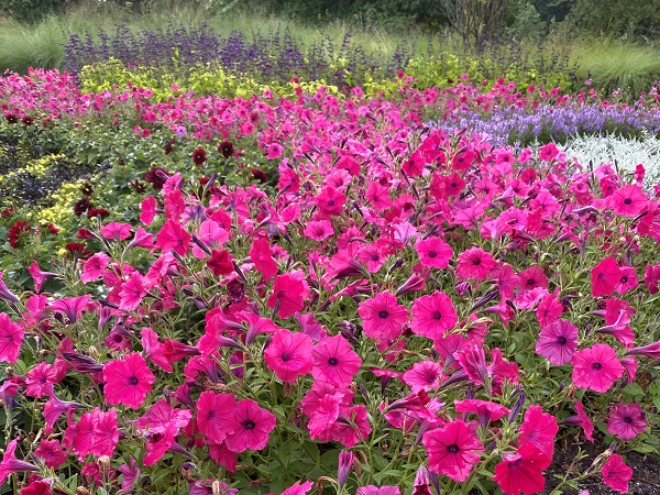 Australia - How To Water Wave® Petunias