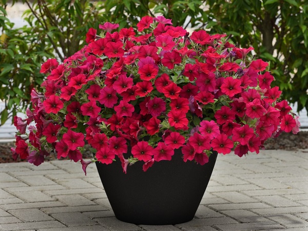 Canada - Planning Your Petunia Garden