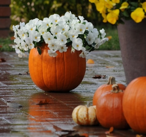 United States - Fall Decorating with Wave Pansies